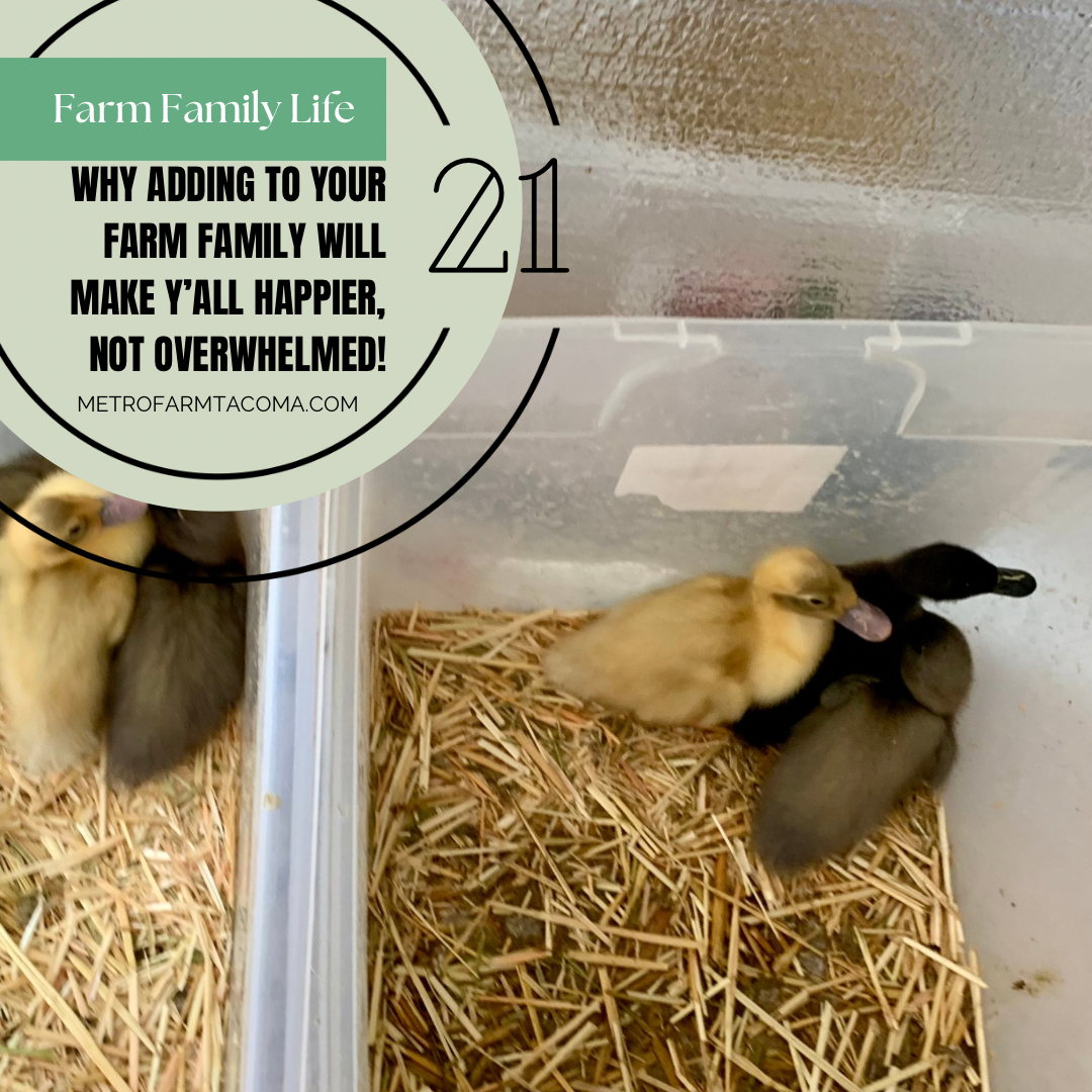 Why Adding to Your Farm Family Will Make Y’all Happier, NOT Overwhelmed ...